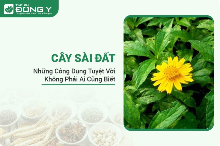 Cây Sài Đất: Công Dụng Tuyệt Vời Không Phải Ai Cũng Biết